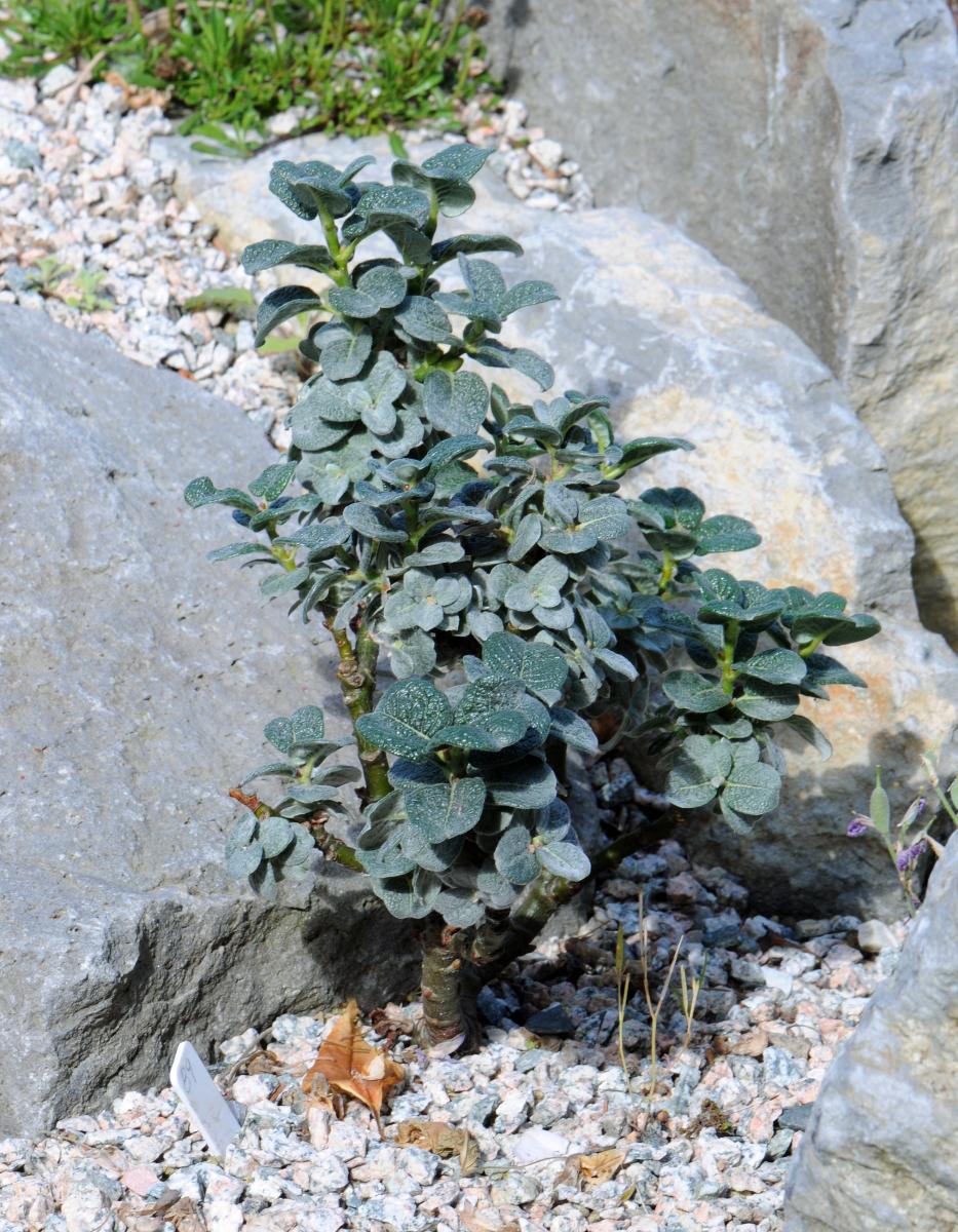 Salix X boydii | North American Rock Garden Society